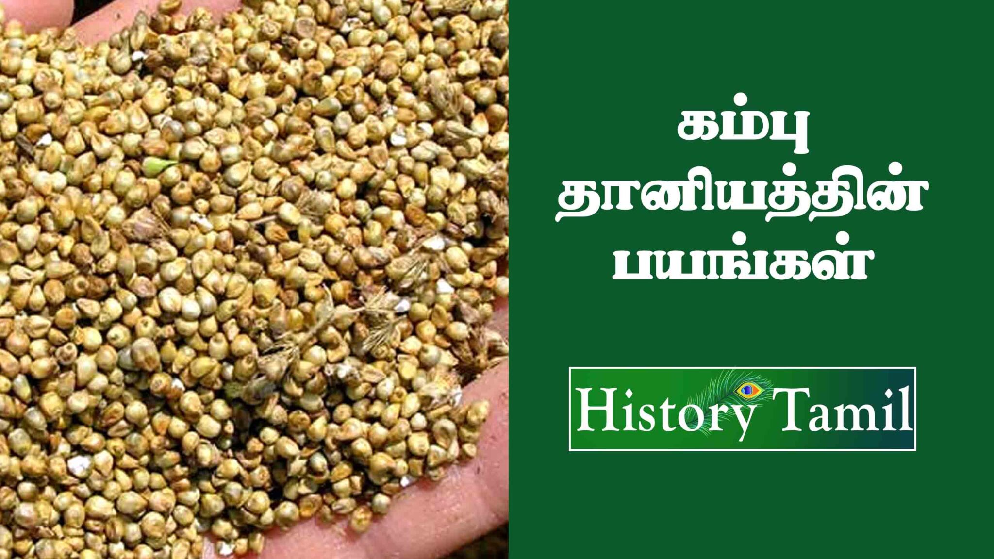 Bajra In Tamil - கம்பு தானியத்தின் மருத்துவ குணங்கள்